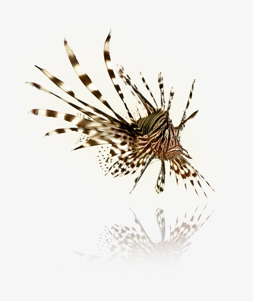 Lionfish Png - 775x894 PNG Download - PNGkit