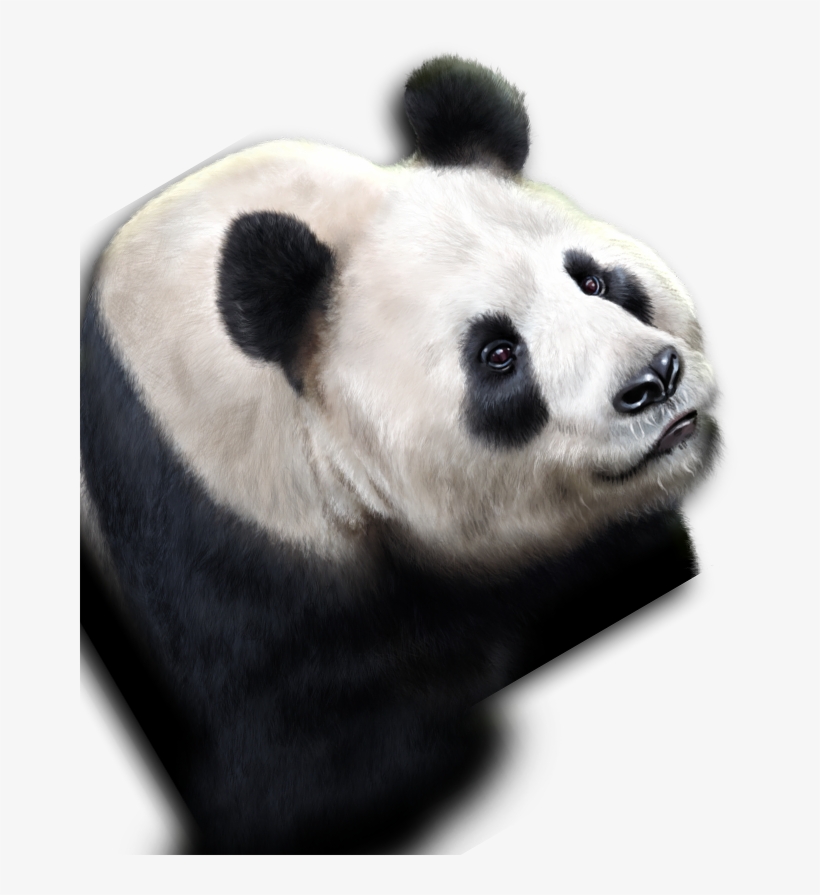 Download Transparent Pandas - Panda - PNGkit