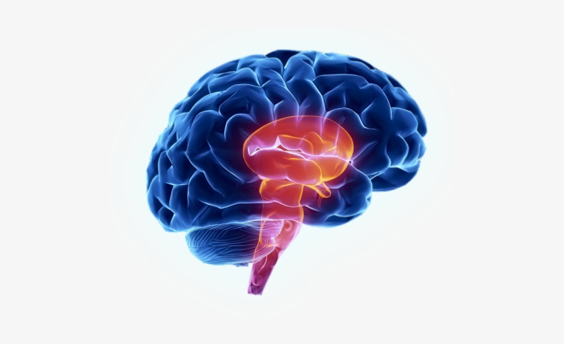 Brain Stem Clipart