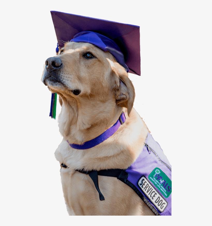2017 Graduation Gallery - Golden Retriever Service Dog - 642x800 PNG ...