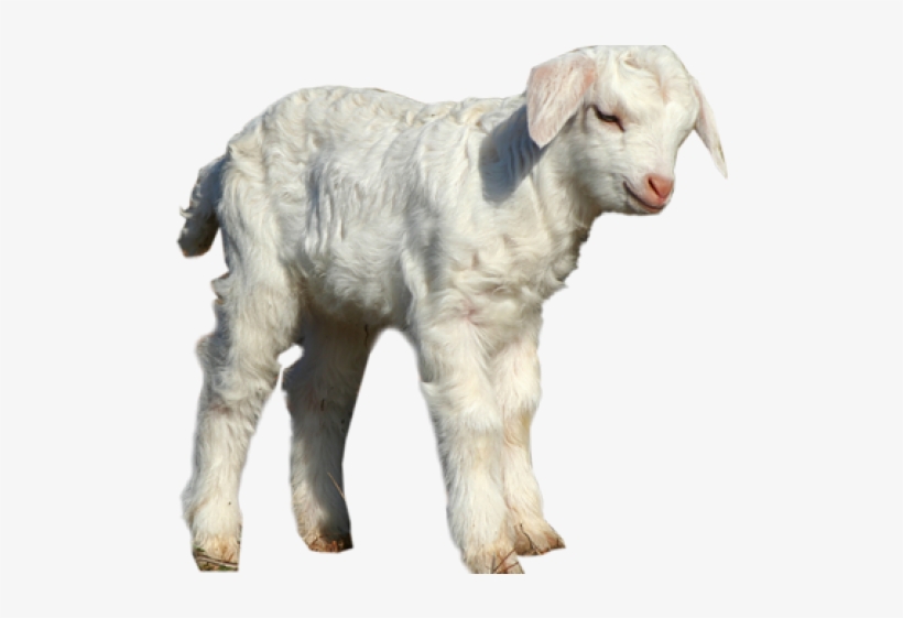 Calf - 640x480 PNG Download - PNGkit