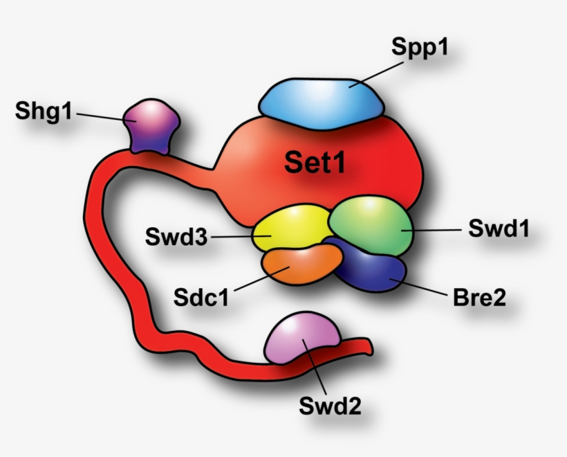 Compass Complex - 1161x900 PNG Download - PNGkit