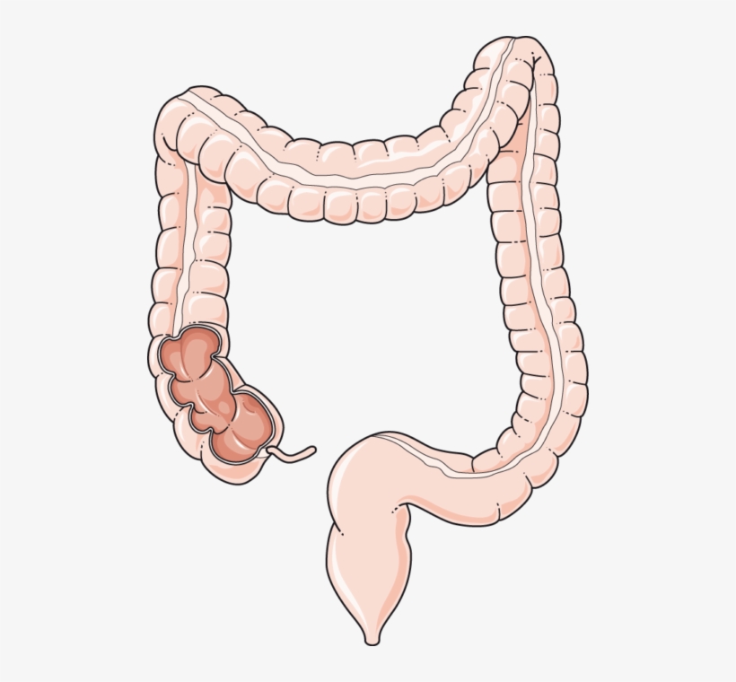 Colon - Colon Png - 492x680 PNG Download - PNGkit