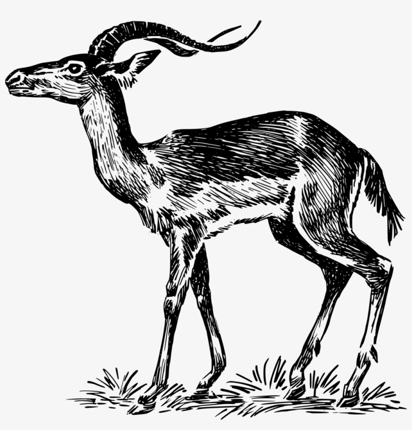 Download Png - Impala Black And White Vector - 1024x1018 PNG Download ...