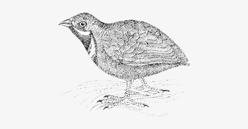 Filename - - Water Ouzel - 500x387 PNG Download - PNGkit