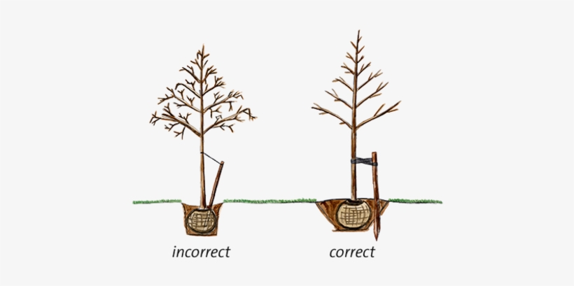 It's Better To Plant A Tree Too High Than Too Low - Trees Planted Too ...