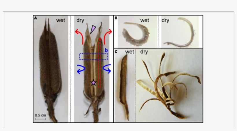 Sesame Capsule Hygroscopic Movement - Hygroscopic Movement In Plant ...