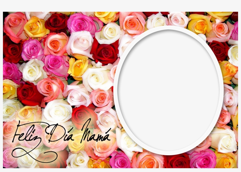 Rosas De Muchos Colores - Flores Del 10 De Mayo - 1200x800 PNG Download ...