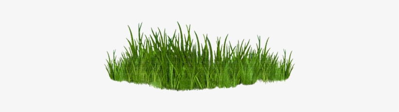 Grass - Grass And Trees Png - 400x400 PNG Download - PNGkit