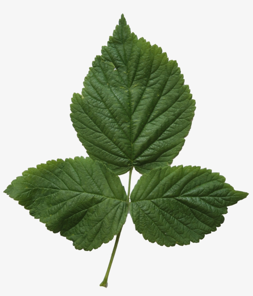 Download Transparent 2d Leaves, Cut Out - PNGkit