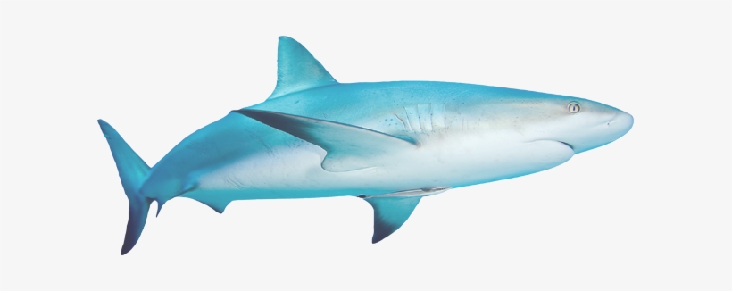Download Transparent Secure - Great White Shark - PNGkit