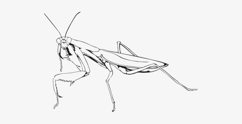 Insect European Mantis Drawing Chevrolet - Praying Mantis Black And ...