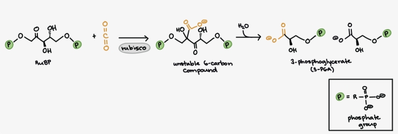 Diagram Showing The Molecular Structures Of Rubp And - 3 Pga Vs G3p ...