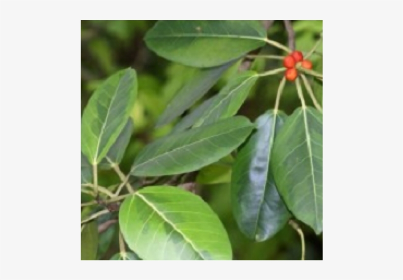 Vat Tree - 650x489 PNG Download - PNGkit