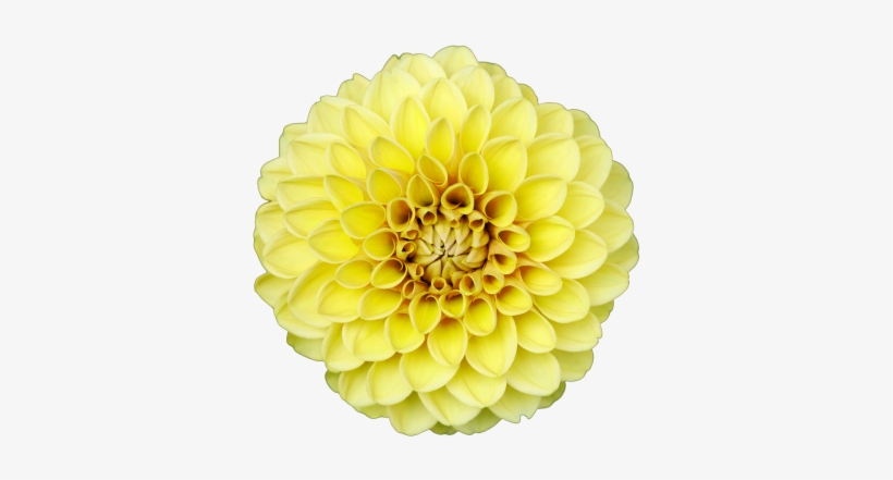 Flower,isolated Background, Transparent Images,clipping - Address Book ...