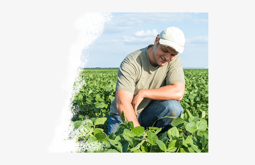 Agrivi Tab Image Farmers - Agriculture - 520x453 PNG Download - PNGkit