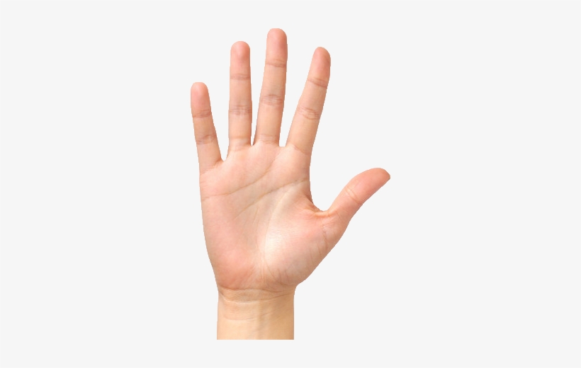 Hand - Female Hand - 282x440 PNG Download - PNGkit