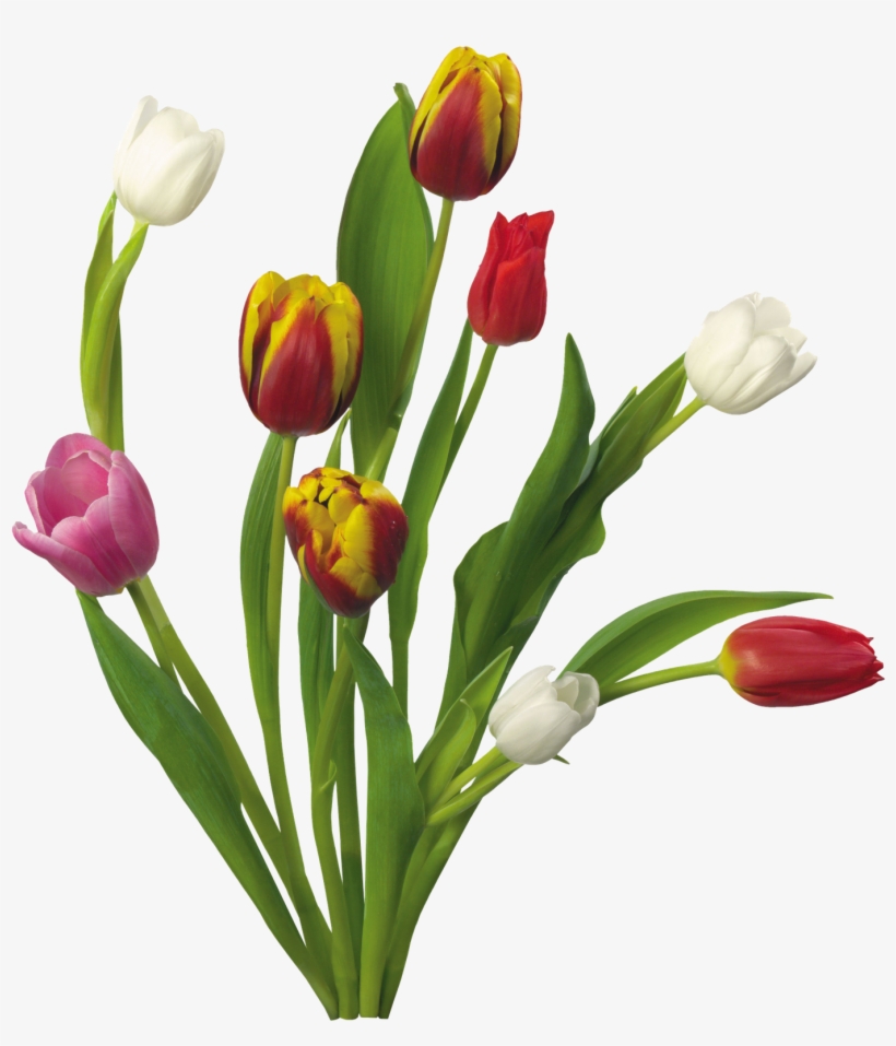 Download Transparent Buke Png - PNGkit