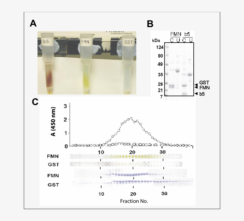 Visualization Of Gst Fusions During Purification - Glutathione S ...