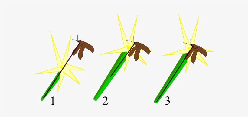 Moth And Orchid Coevolution - 593x325 PNG Download - PNGkit