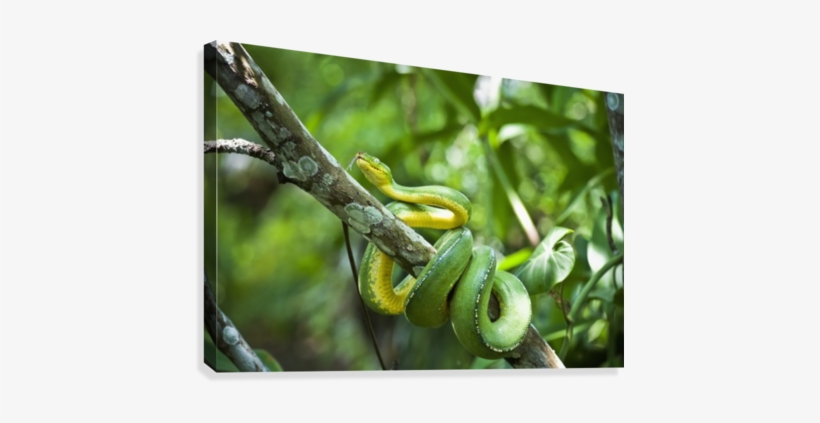 Green Tree Snake - Green Tree Snake (dendrelaphis Punctulata) Madang ...