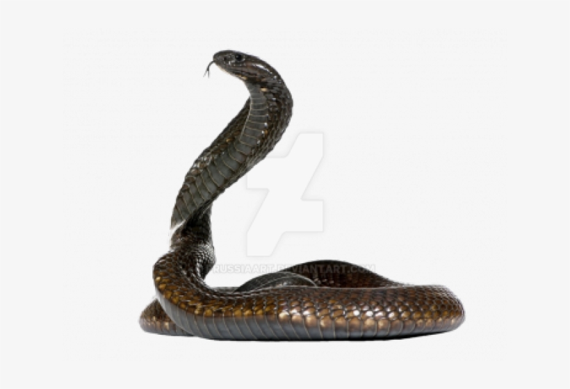 King Cobra Side View - 640x480 PNG Download - PNGkit