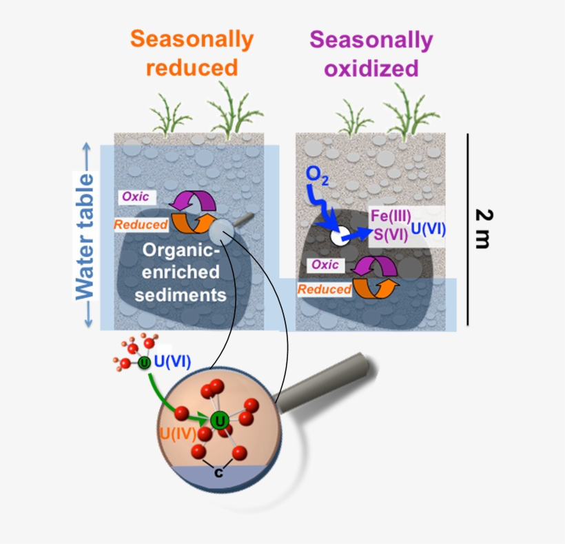 Anoxic Organic-enriched Sediments Strongly Accumulate - Imaging ...