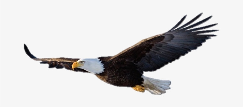 School Logo - Eagle Png - 895x651 PNG Download - PNGkit