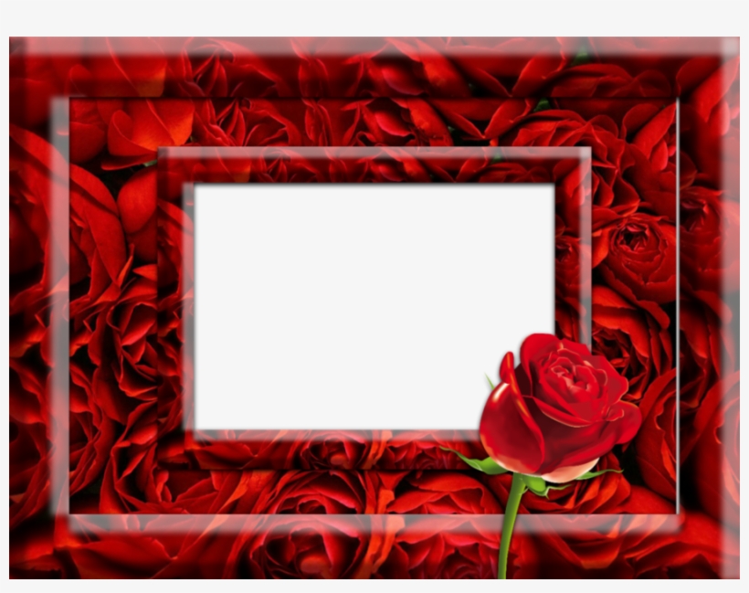 Download Red Rose Photo Frame Clipart Garden Roses - Red Rose Photo ...