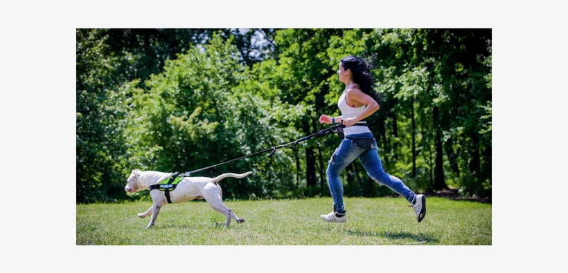 Julius K9 Running Belt - 600x600 PNG Download - PNGkit