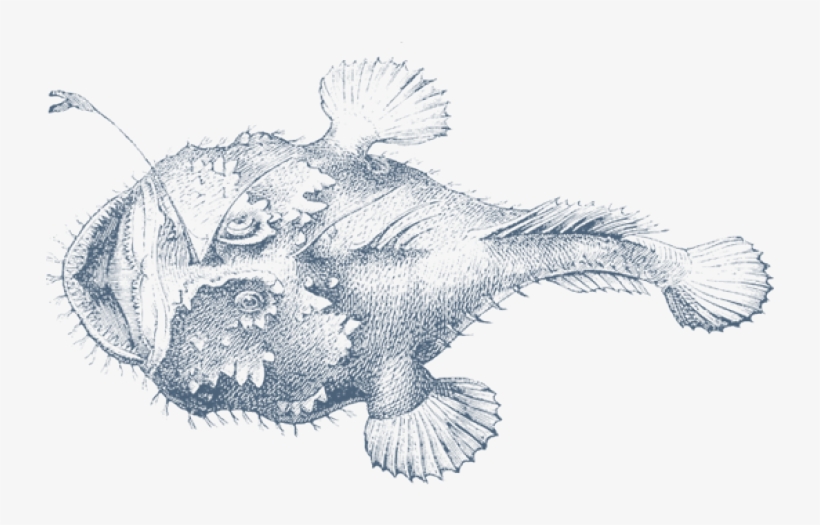 Png Free Anglerfish Drawing - Monkfish Drawing - 800x600 PNG Download ...