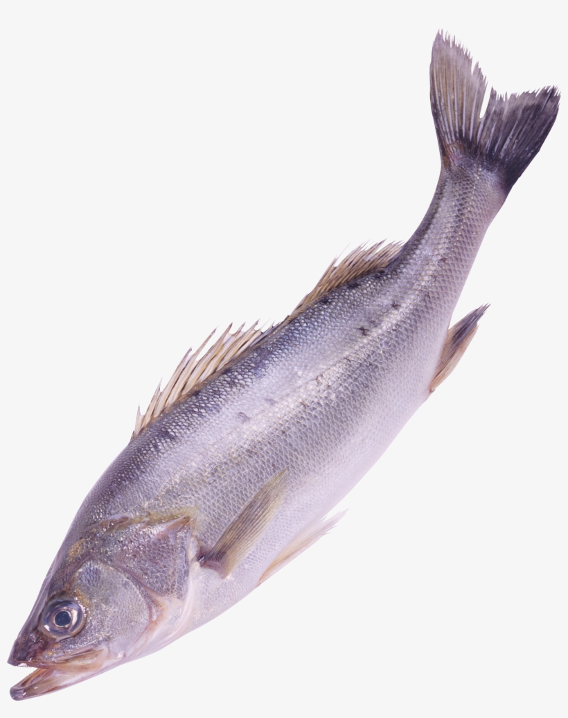 Download Transparent Fish Four - Png Format Fishes Png - PNGkit