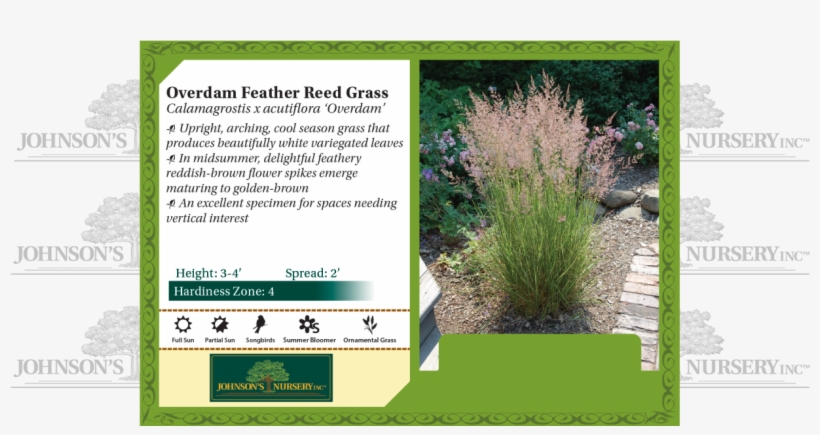 Overdam Feather Reed Grass Calamagrostis Acutiflora - 1 Stella D Oro ...