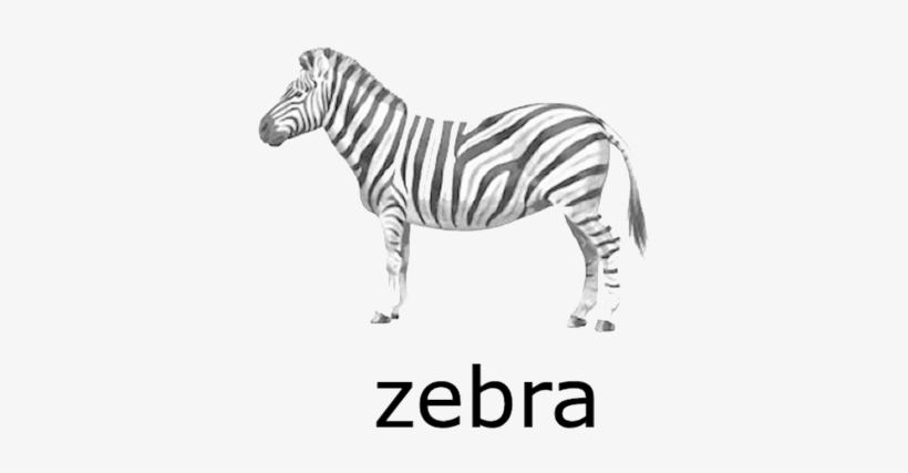 Zebra Transparent - Zebra For Flash Cards - 500x375 PNG Download - PNGkit
