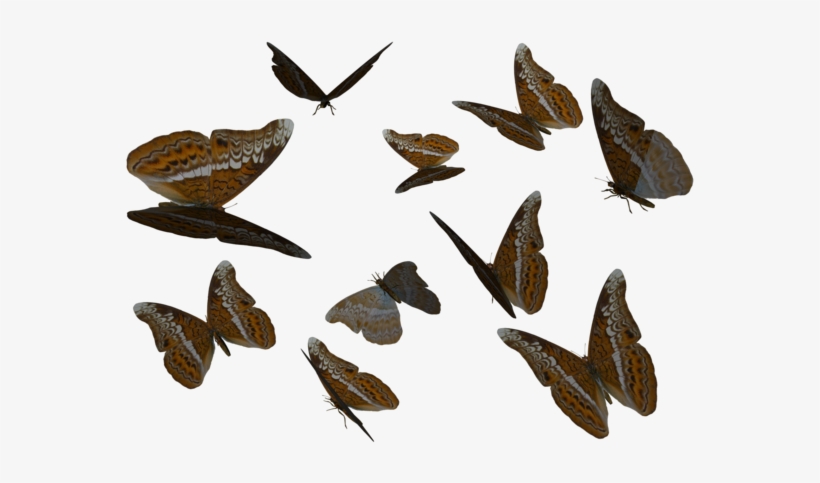 Butterflies Swarm Png
