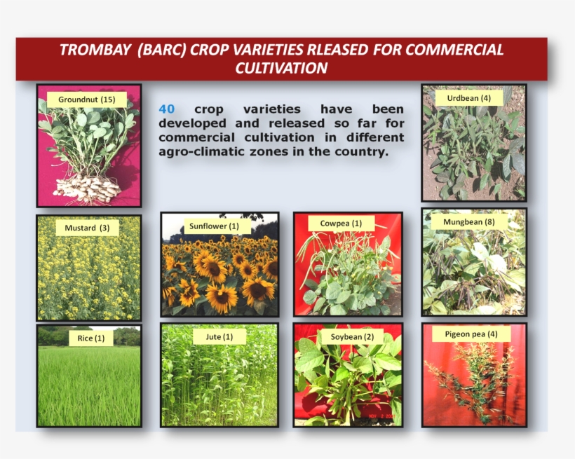 Trombay Crop Varieties Released For Commercial Cultivation - Atomic ...
