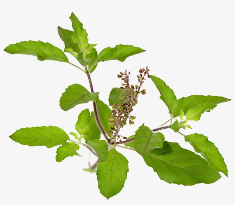 Schedule - Triphala Powder - Triphala Churna - All Natural - 16 ...