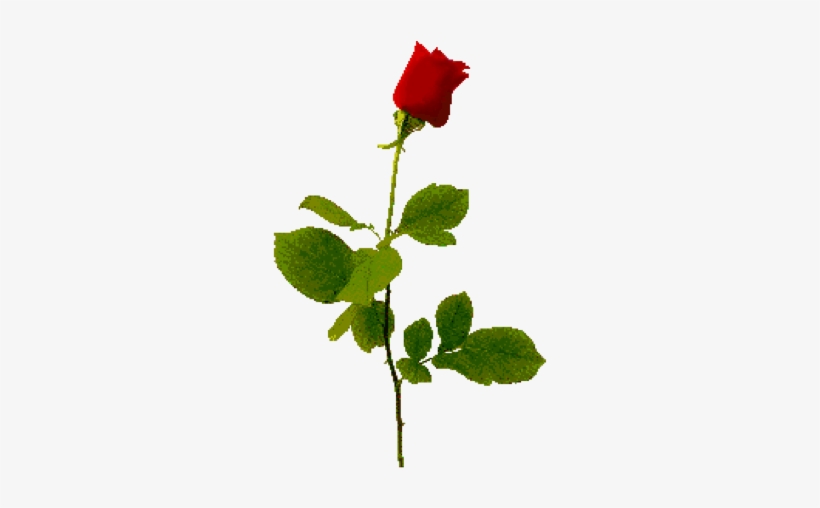 Flowers - Long Stem Red Rose - 294x427 PNG Download - PNGkit