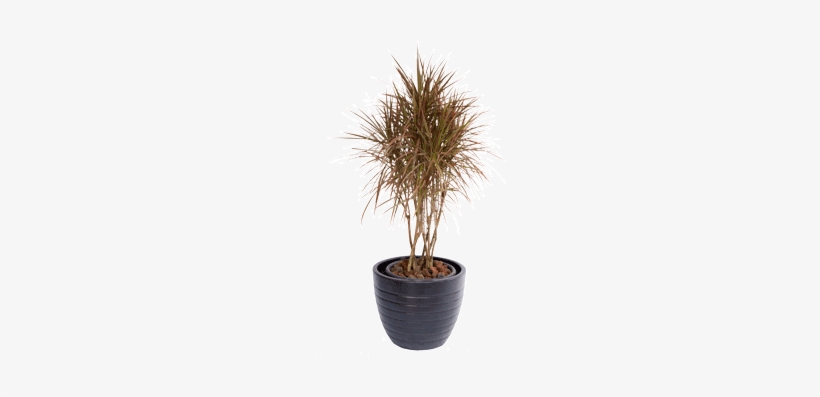 Download Transparent Whatsapp Dracaena Tricolour - Dracaena - PNGkit