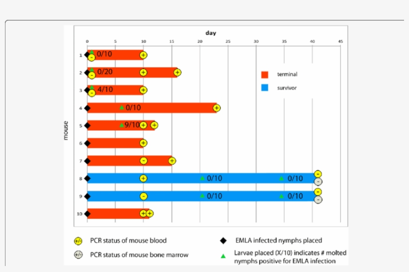 Timeline Showing Mouse Survival And Infectiousness - Fig.1 - 850x525 ...