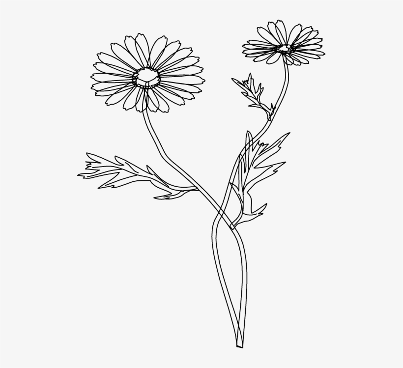 Stoke Flower Vector - Flower - 505x669 PNG Download - PNGkit