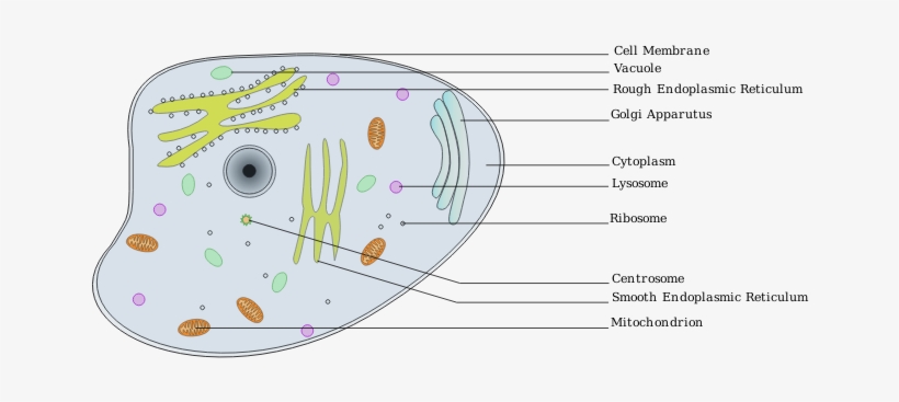 Jacob-animal Cell - Animal Cell Clip Art - 655x311 PNG Download - PNGkit