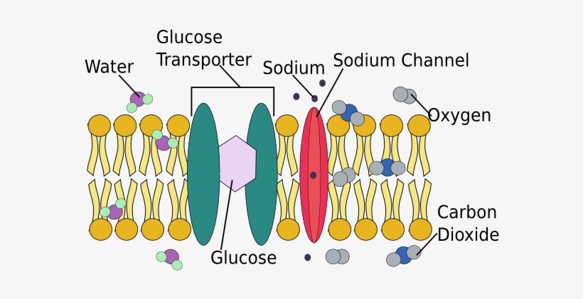 Download Transparent The Cell Membrane - Molecular Structure Of A ...