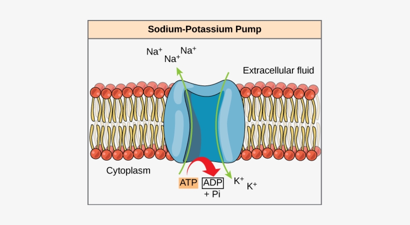 Sodium Potassium Pump Diagram