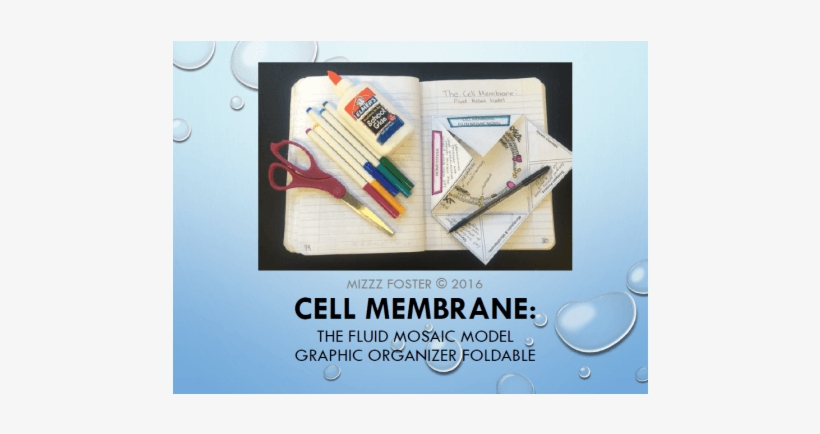 Cell Membrane Graphic Organizer Foldable For Interactive - Cell ...