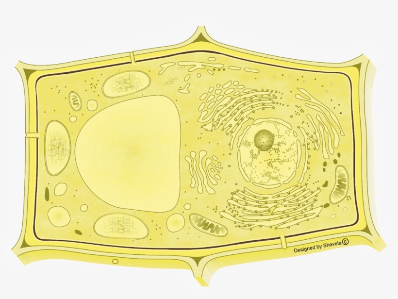 Plasma Membrane Highlighted - Circle - 954x671 PNG Download - PNGkit