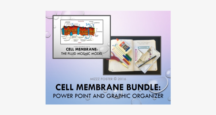 Cell Membrane Bundle" Power Point And Graphic Organizer - Cell Membrane ...