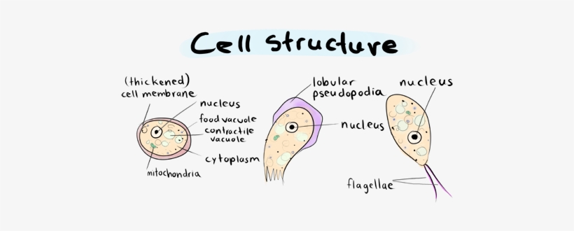 Download Transparent *the Cell Structure Of The Naegleria Fowleri In ...