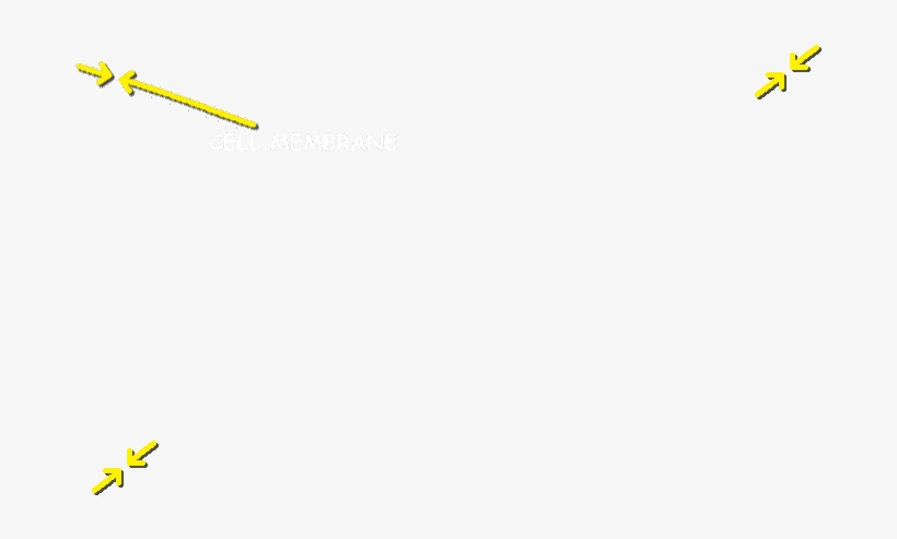 Cells Alive Interactive Animal And Plant Cells - Animal - 708x426 PNG ...