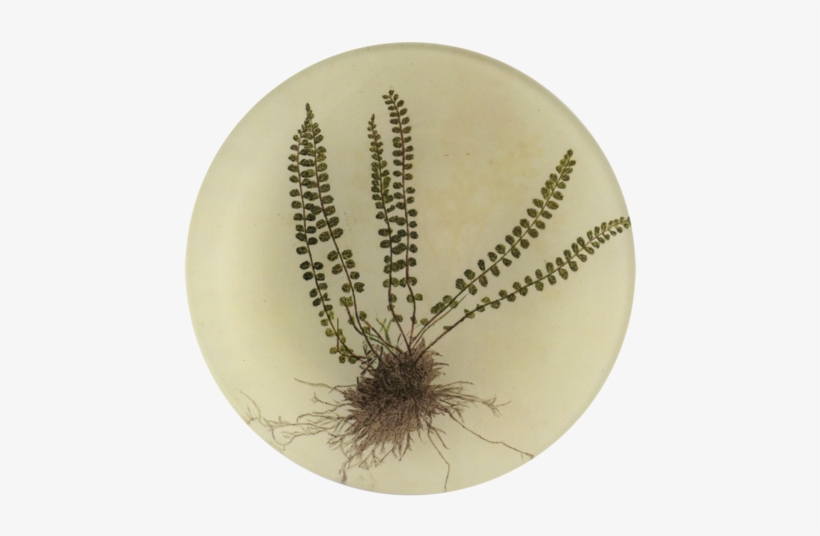 Asplenium - Bird's-nest Fern - 500x500 PNG Download - PNGkit